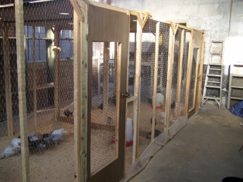 Turkey Poult Question | BackYard Chickens - Learn How to Raise Chickens