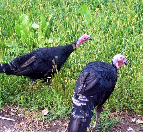 Anyone order Cackles assorted turkeys? Also grow out time... | BackYard ...